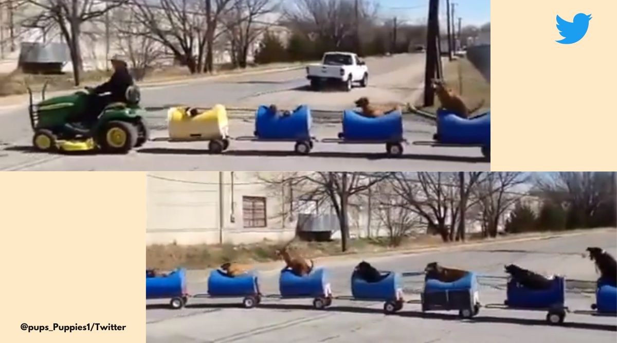 Watch: Retired man builds train to take rescued dogs on rides ...