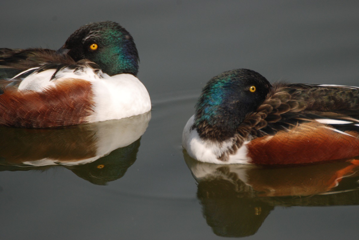 Why nearly everything about ducks makes you smile | Eye News - The ...