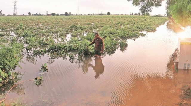 Rain plays havoc with Haryana farmers’ crops | India News - The Indian ...