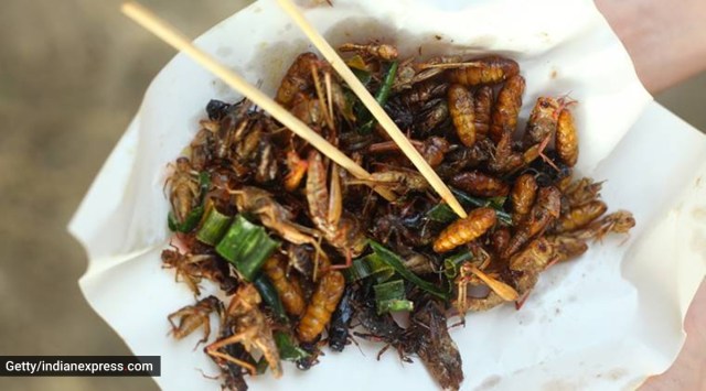 Eating insects can be good for the planet – Europeans should eat more ...