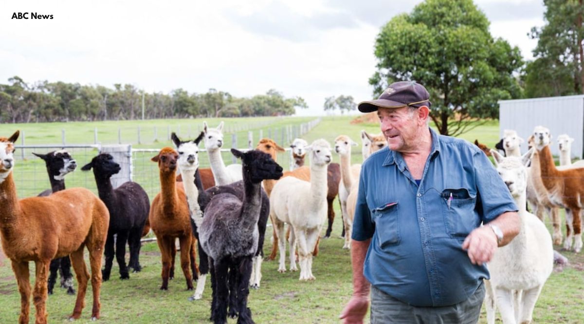 77-year-old Australian man dies after a kangaroo attack | Trending News ...