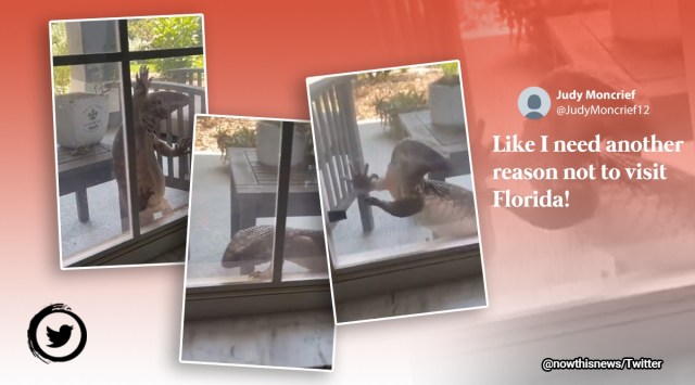 ‘Looks like Godzilla to me’: Monitor lizard tries to sneak into Florida ...
