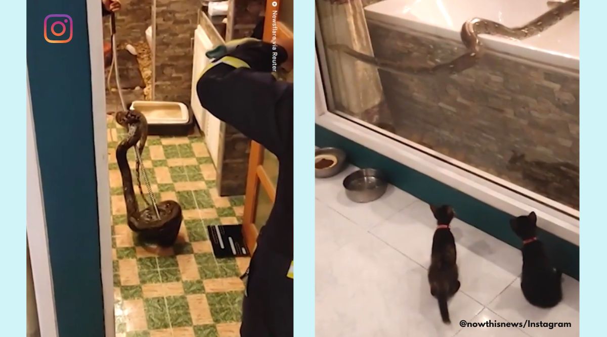 ‘New fear unlocked’: 12-foot python found inside Thailand family’s bathroom | Trending News ...