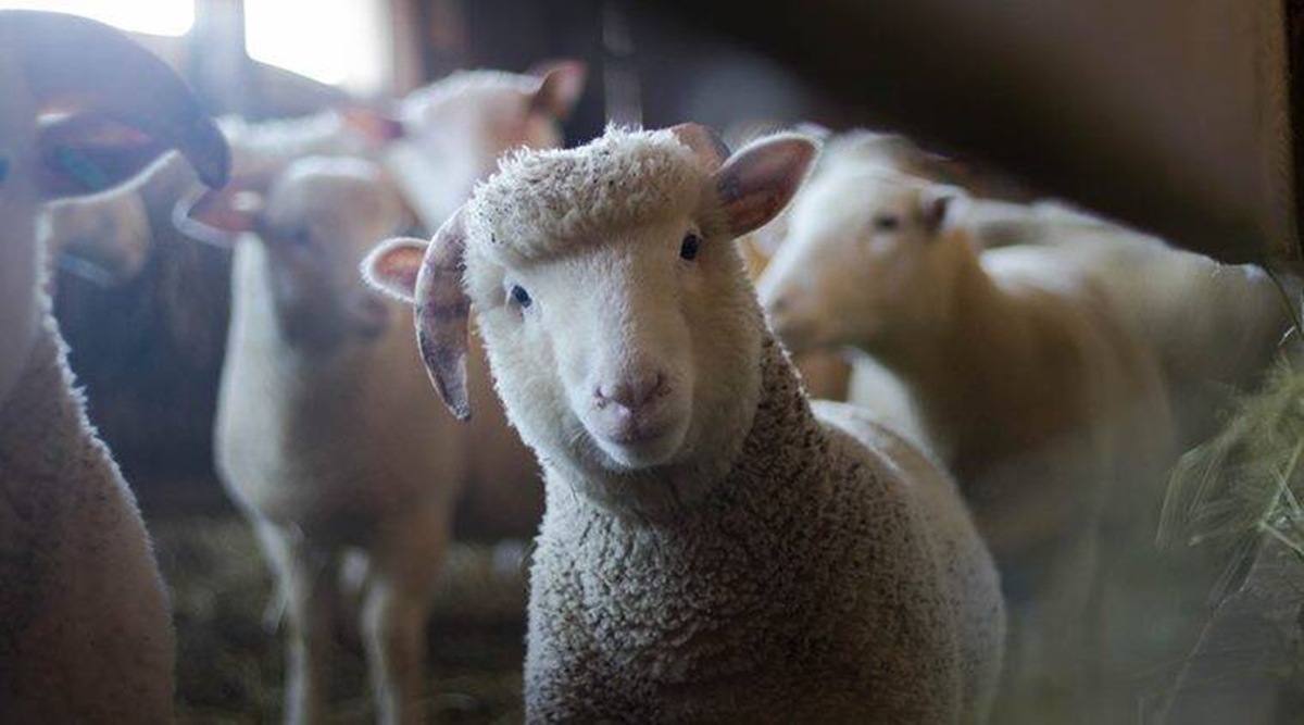 After lumpy skin disease: Now, sheep pox virus hits Gujarat, 18 sheep ...