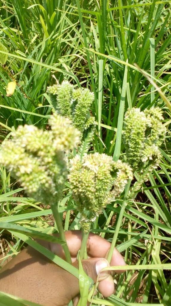 How rural women are helping sustain the economy of millets | Lifestyle ...