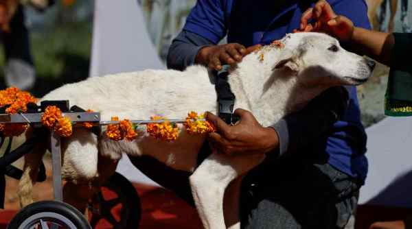 Dogs get their day at Hindu festival dedicated to them in Nepal | World ...