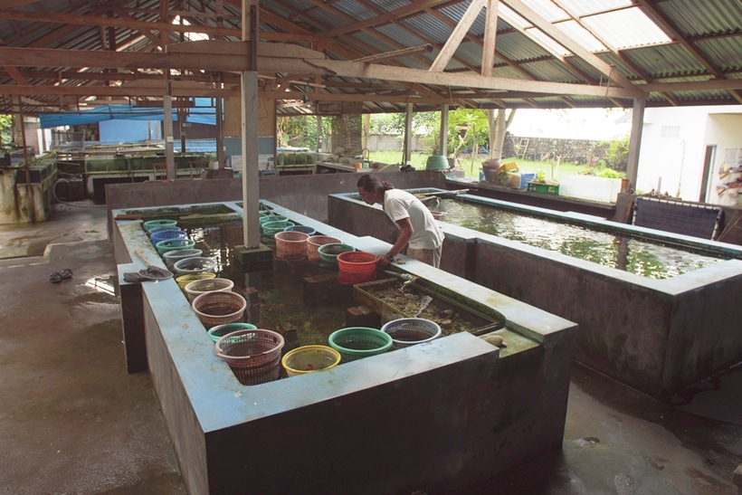 Sparkling fish, murky methods: the global aquarium trade | World News ...