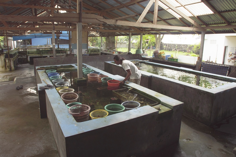 Sparkling fish, murky methods: the global aquarium trade | World News ...