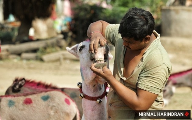 Donkey traders assemble for Vautha annual fair with their livestock ...