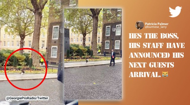 Larry the cat comes out to ‘greet’ Britain’s new PM Rishi Sunak. Watch ...