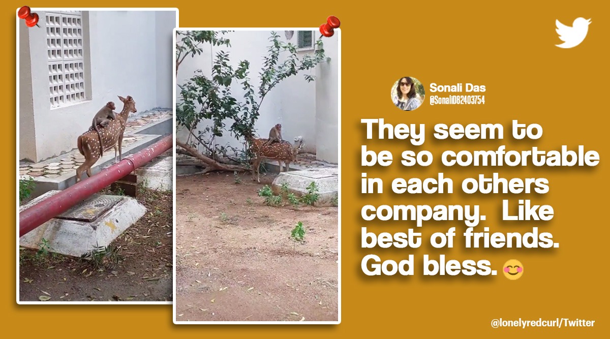‘Don’t let IIT take credit for it’: Monkey hitches a ride on deer’s ...