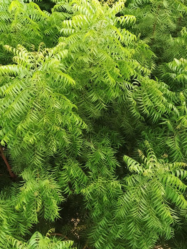 Benefits of Neem | The Indian Express
