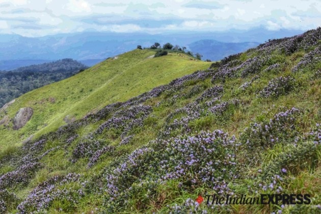 Visual treat: Rare Neelakurinji flowers bloom in Kerala’s Kallipara ...