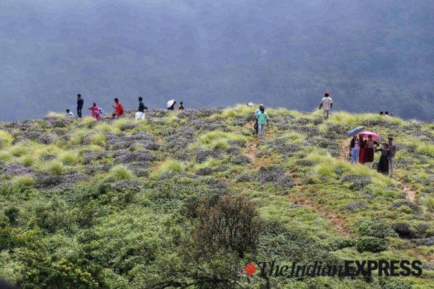 Visual treat: Rare Neelakurinji flowers bloom in Kerala’s Kallipara ...