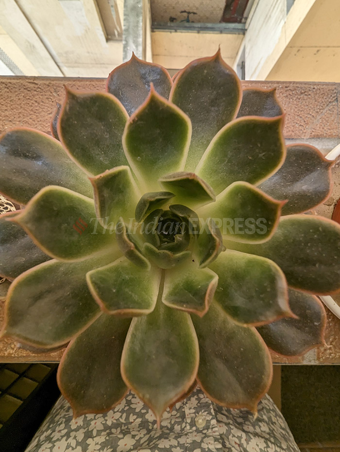 Google Pixel 7 Pro review, camera samples, price, best features