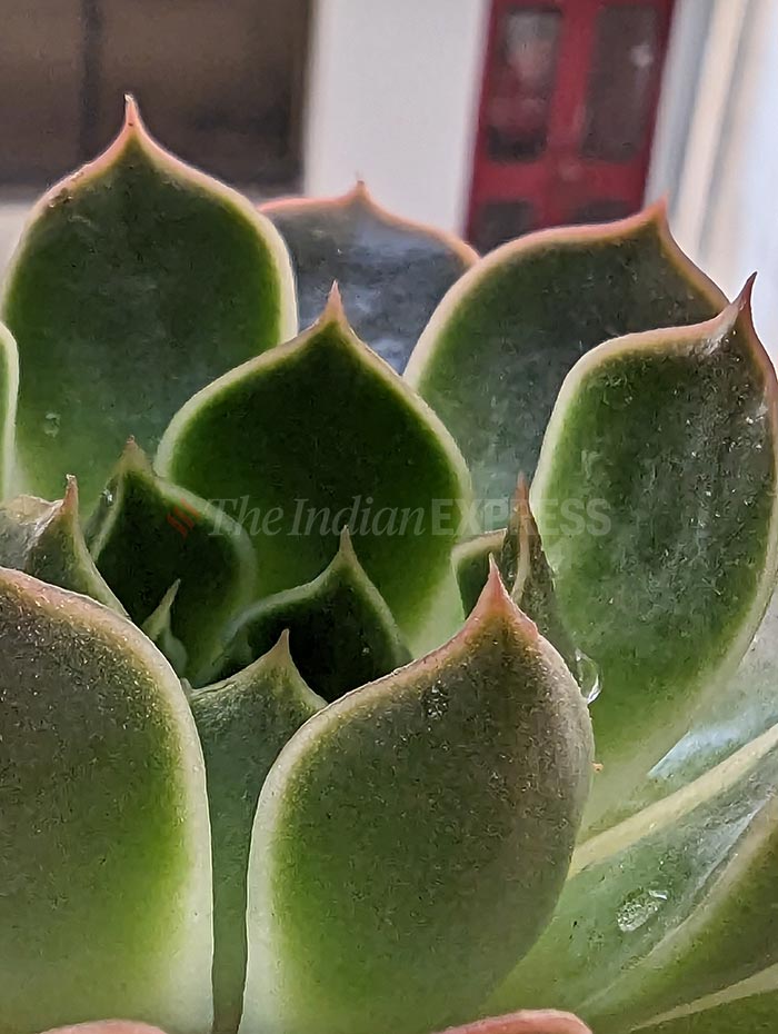 Google Pixel 7 Pro review, camera samples, price, best features