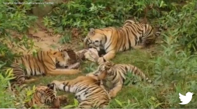 ‘A family that eats together… stays together’: Watch tigress enjoy ...