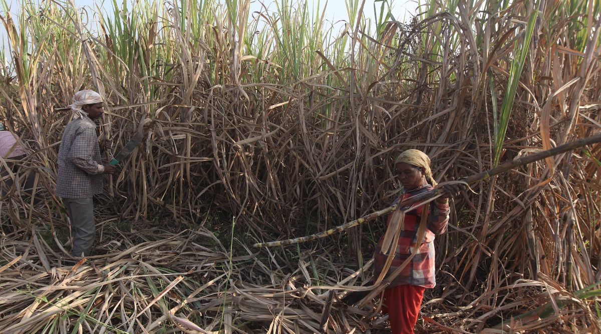 Rains delay start of sugarcane crushing season | Pune News - The Indian ...