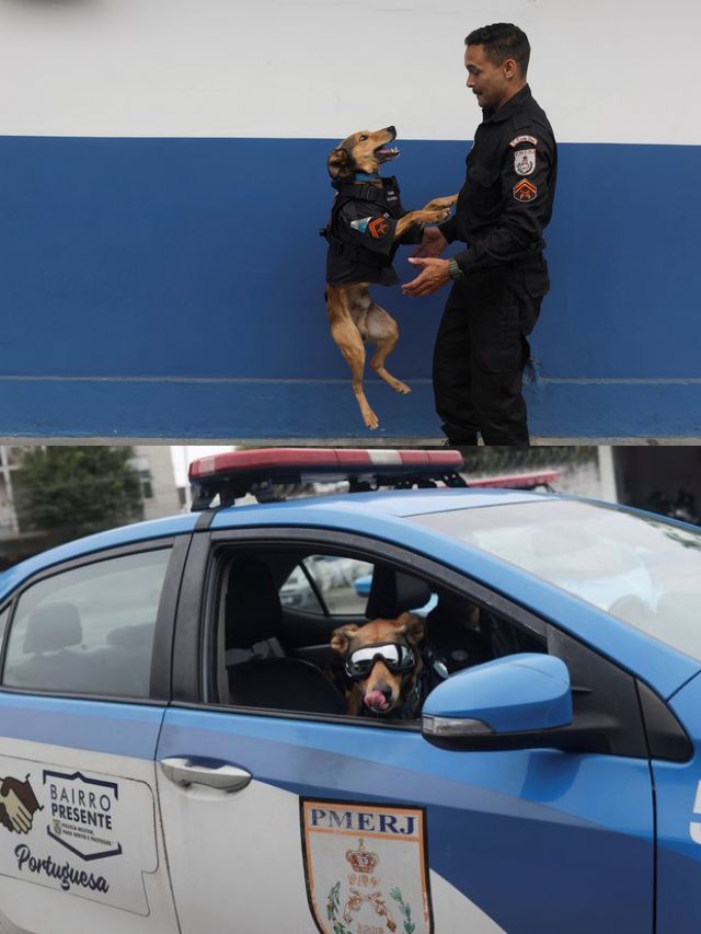 Brazil’s furriest police corporal becomes internet sensation | The ...