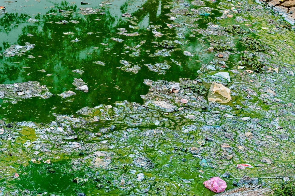 Lakes of Bengaluru: Sarakki Lake, a restoration success story worth ...
