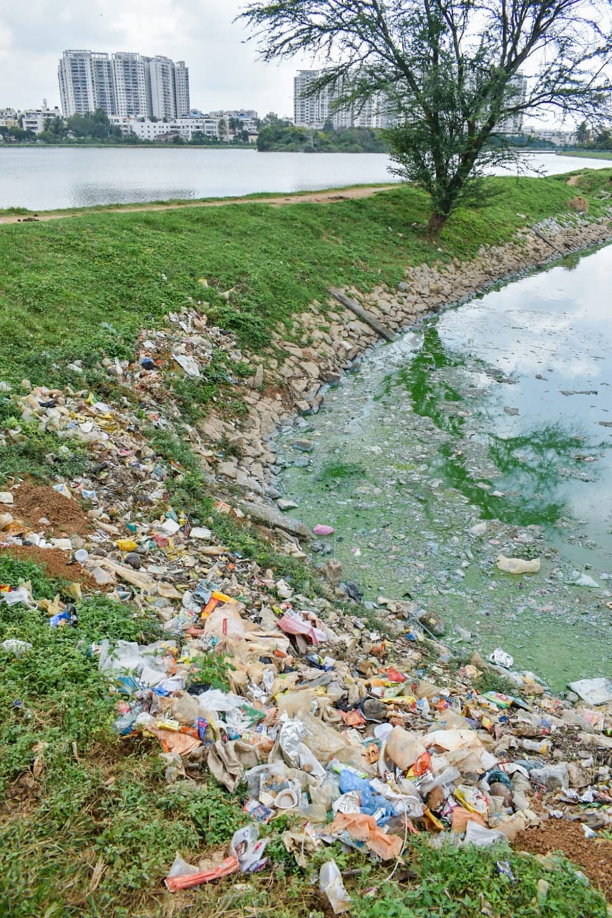 Lakes of Bengaluru: Sarakki Lake, a restoration success story worth ...