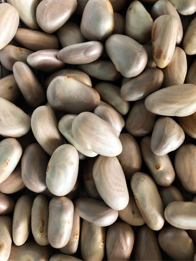 Why you should have jackfruit seeds? | The Indian Express