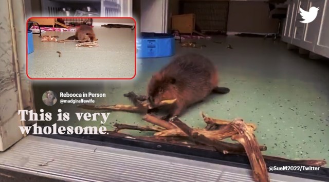 Watch: Beaver builds ‘dam’ inside an animal rehabilitation facility | Trending News - The Indian ...