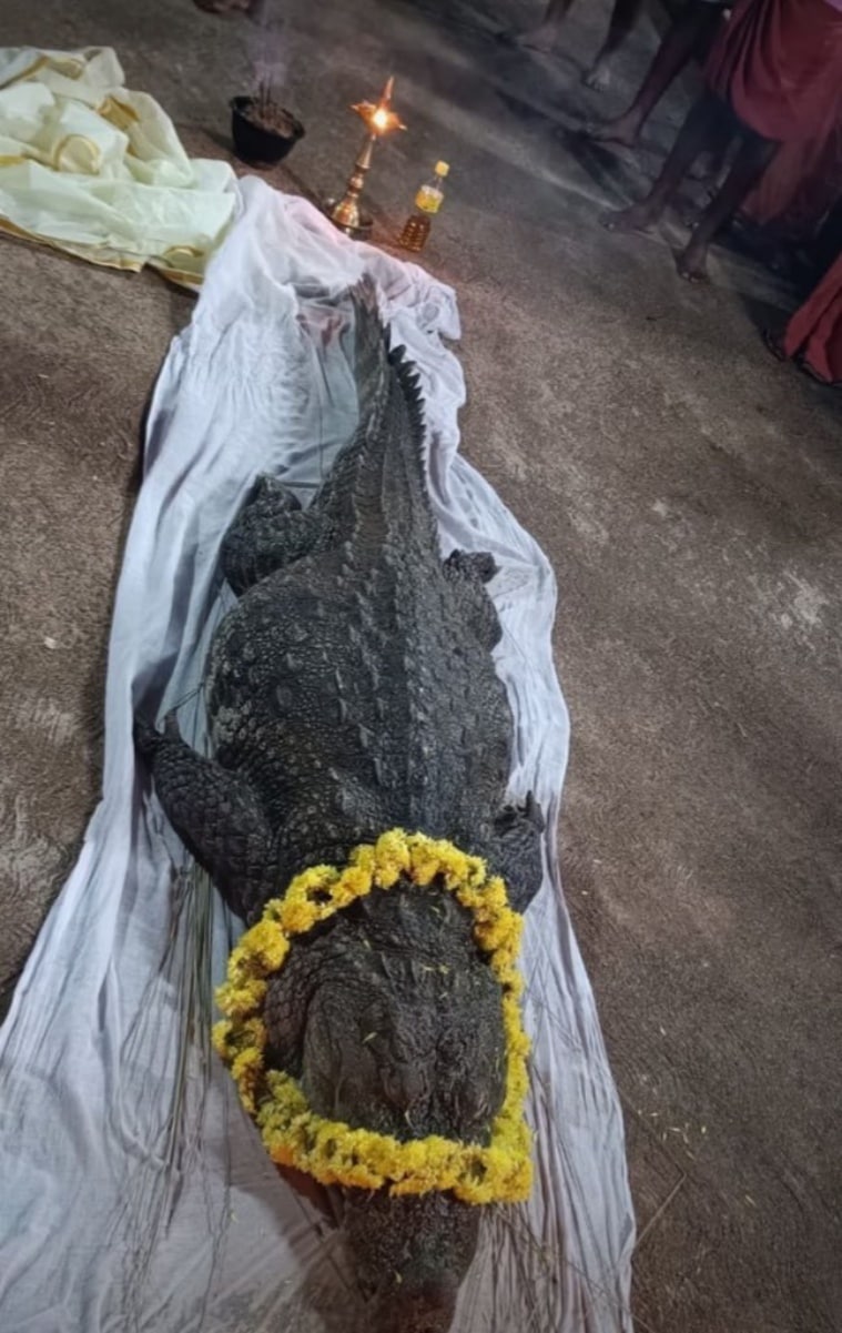 Vegetarian crocodile that lived in Kerala temple pond dies, hundreds ...