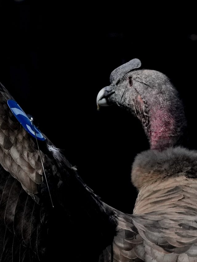 A monumental effort to save the Andean Condor | The Indian Express