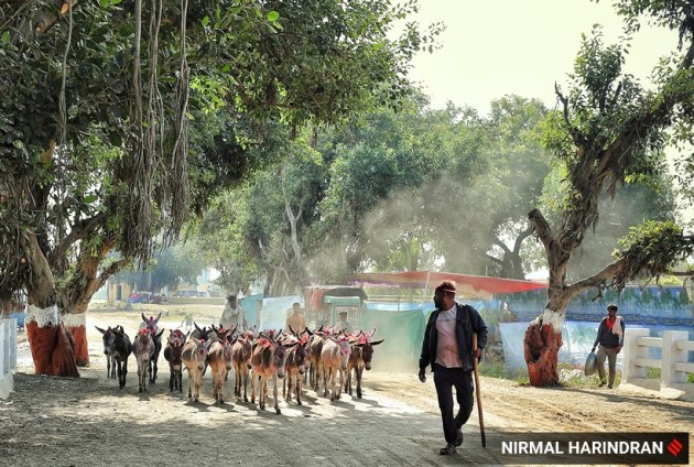 Donkey traders assemble for Vautha annual fair with their livestock ...