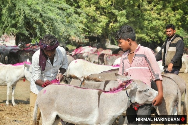 Donkey traders assemble for Vautha annual fair with their livestock ...