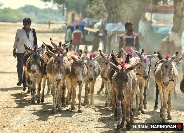 Donkey traders assemble for Vautha annual fair with their livestock ...