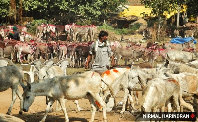 Donkey traders assemble for Vautha annual fair with their livestock ...