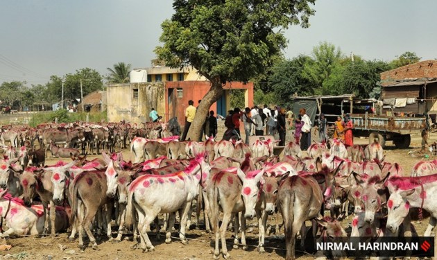 Donkey traders assemble for Vautha annual fair with their livestock ...