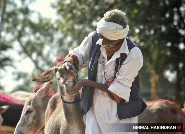 Donkey traders assemble for Vautha annual fair with their livestock ...
