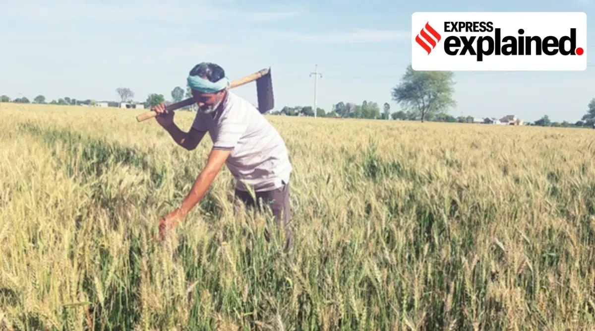 Why farmers can look forward to a good rabi season | Explained News ...