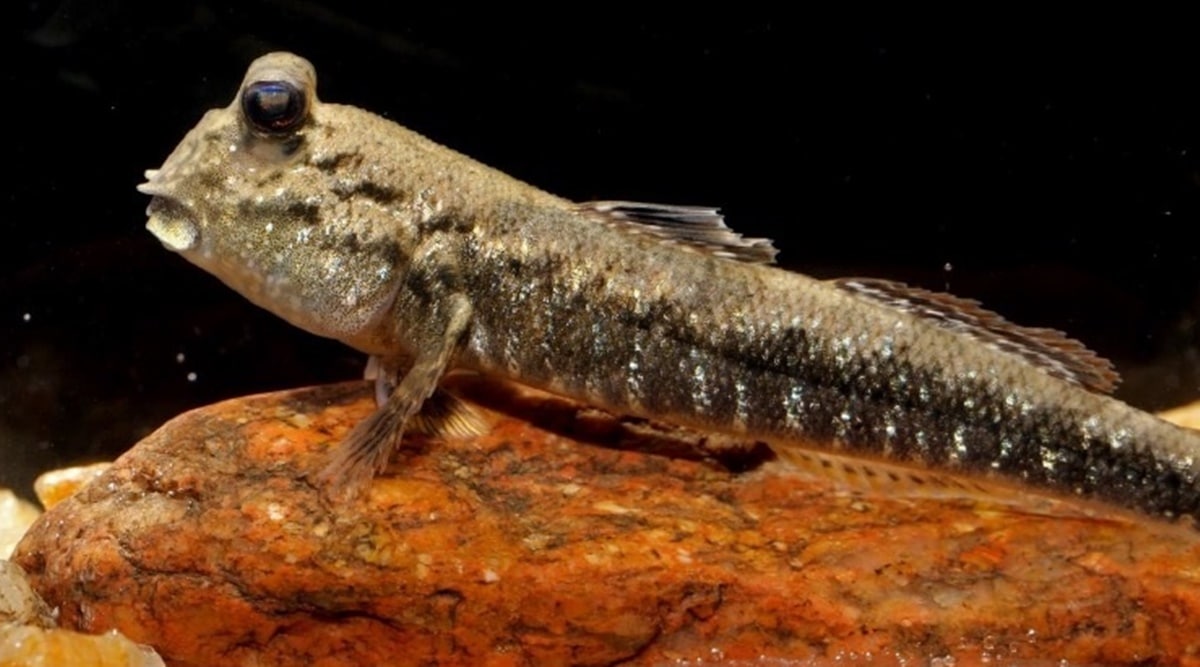 Study finds 21 Gobioid fish species in mangrove and estuarine areas of ...