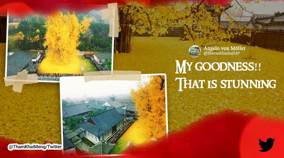 ‘Absolutely stunning’: Netizens in awe of 1,400-year-old tree as it ...