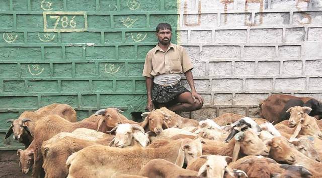 Maharashtra shepherds start postcard campaign to demand repeal of ...