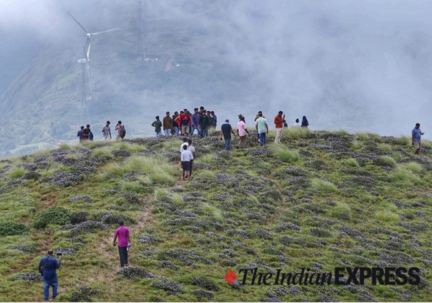 Visual treat: Rare Neelakurinji flowers bloom in Kerala’s Kallipara ...