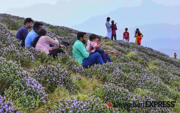 Visual treat: Rare Neelakurinji flowers bloom in Kerala’s Kallipara ...