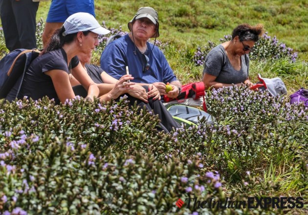 Visual treat: Rare Neelakurinji flowers bloom in Kerala’s Kallipara ...