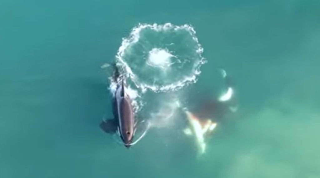Watch video: Orcas chase, circle, kill great white shark | World News ...