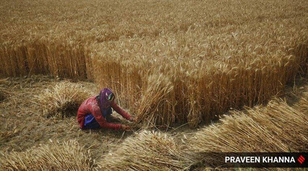 Rise in wheat price not abnormal, will intervene when required: Centre ...