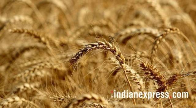 Govt announces MSPs of wheat, 5 other rabi crops | The Indian Express