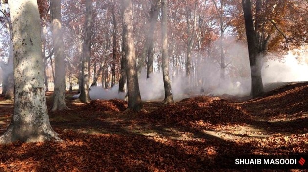 Red, yellow & orange: As Kashmir’s Chinar trees turn colours, tourists ...