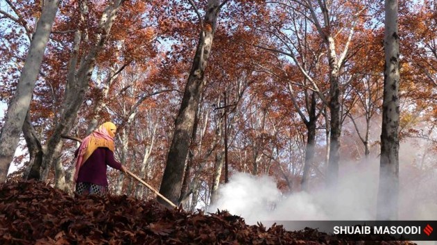 Red, yellow & orange: As Kashmir’s Chinar trees turn colours, tourists ...
