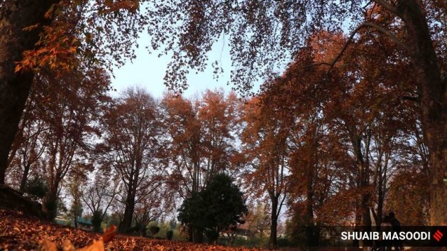 Red, yellow & orange: As Kashmir’s Chinar trees turn colours, tourists ...