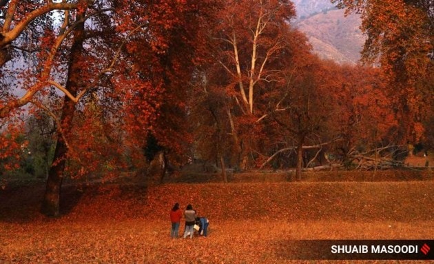 Red, yellow & orange: As Kashmir’s Chinar trees turn colours, tourists ...