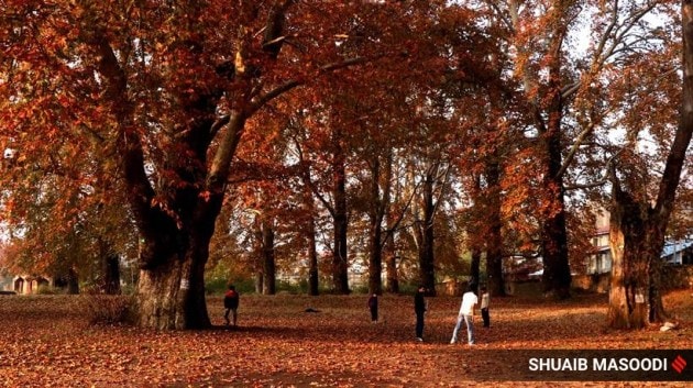 Red, yellow & orange: As Kashmir’s Chinar trees turn colours, tourists ...